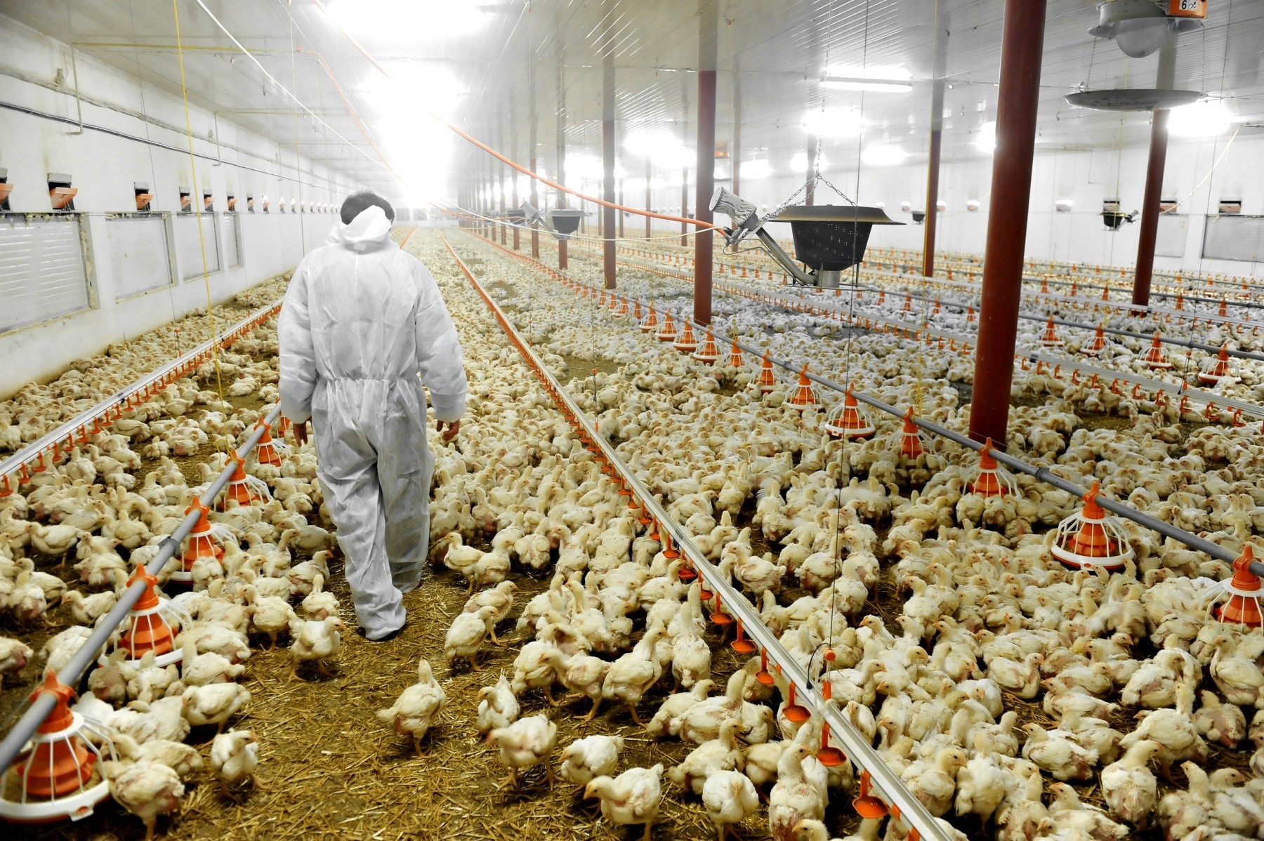Factory farming threat to health | World Animal Protection