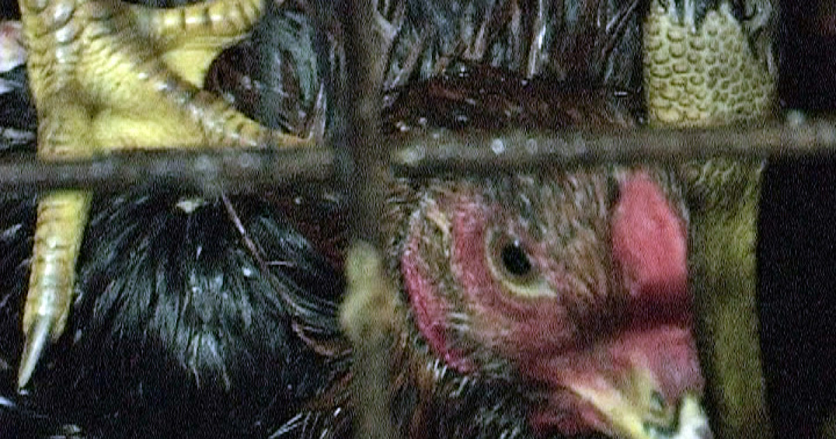 The life of chickens in industrial farm | [site:name]