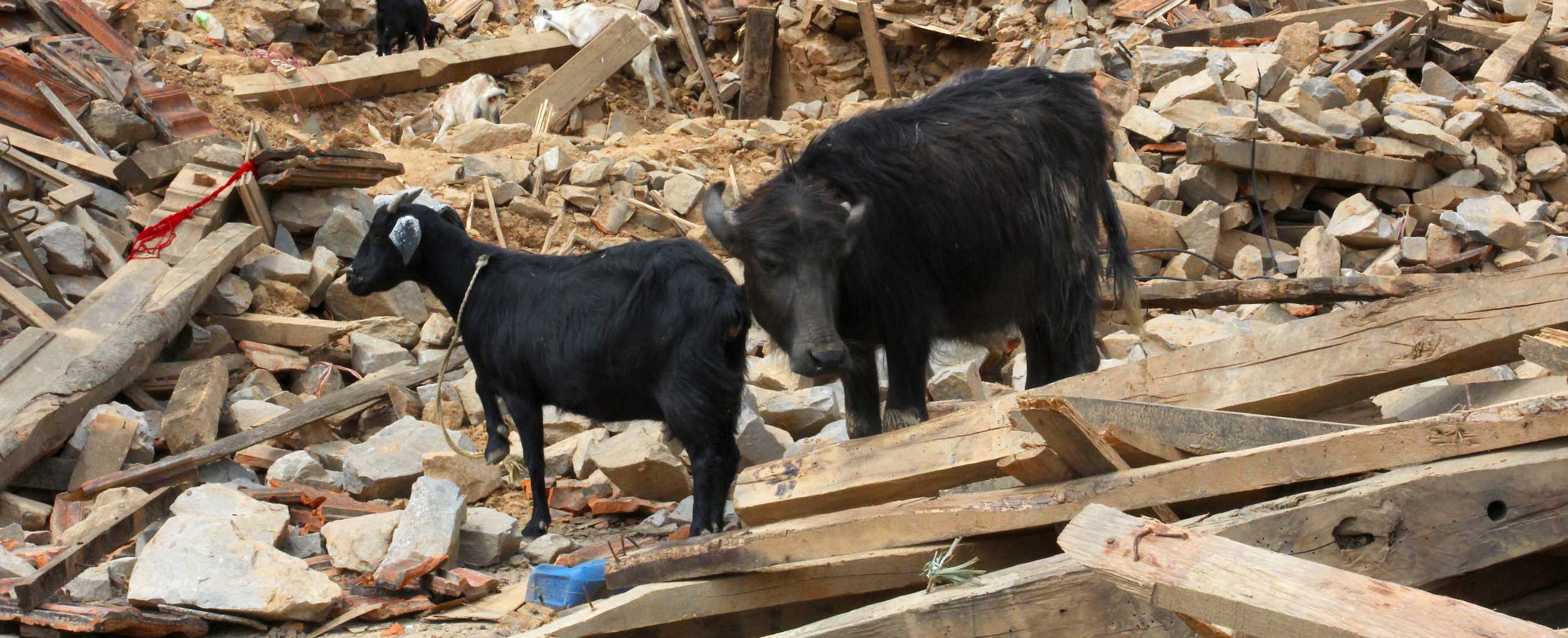 Providing urgent care for animals in need