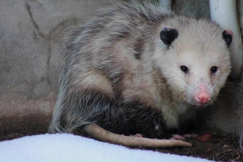 5 ways to help wildlife in spring | World Animal Protection