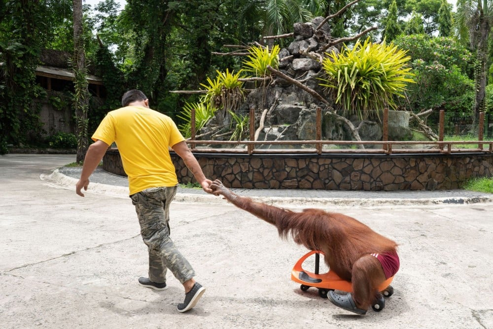 Wildlife entertainment | World Animal Protection