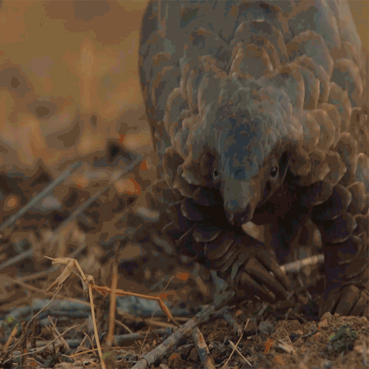 Five interesting facts about Pangolins