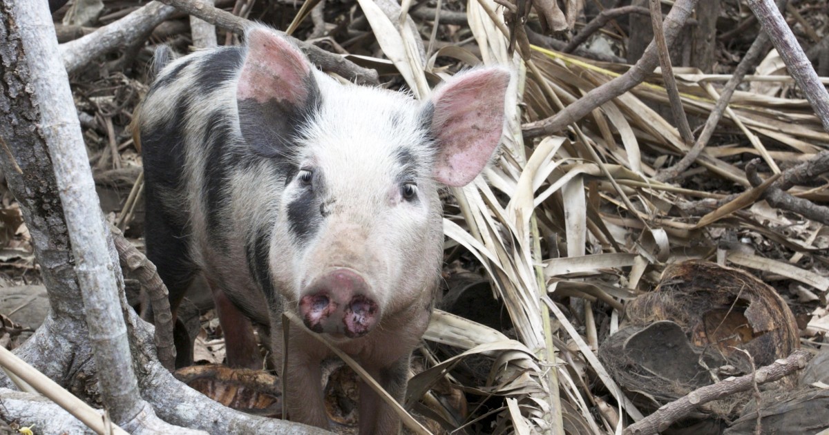 Protecting the lives of Vanuatu animals | [site:name]