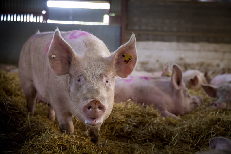 Pigs outsmart people by staging nightly escapes