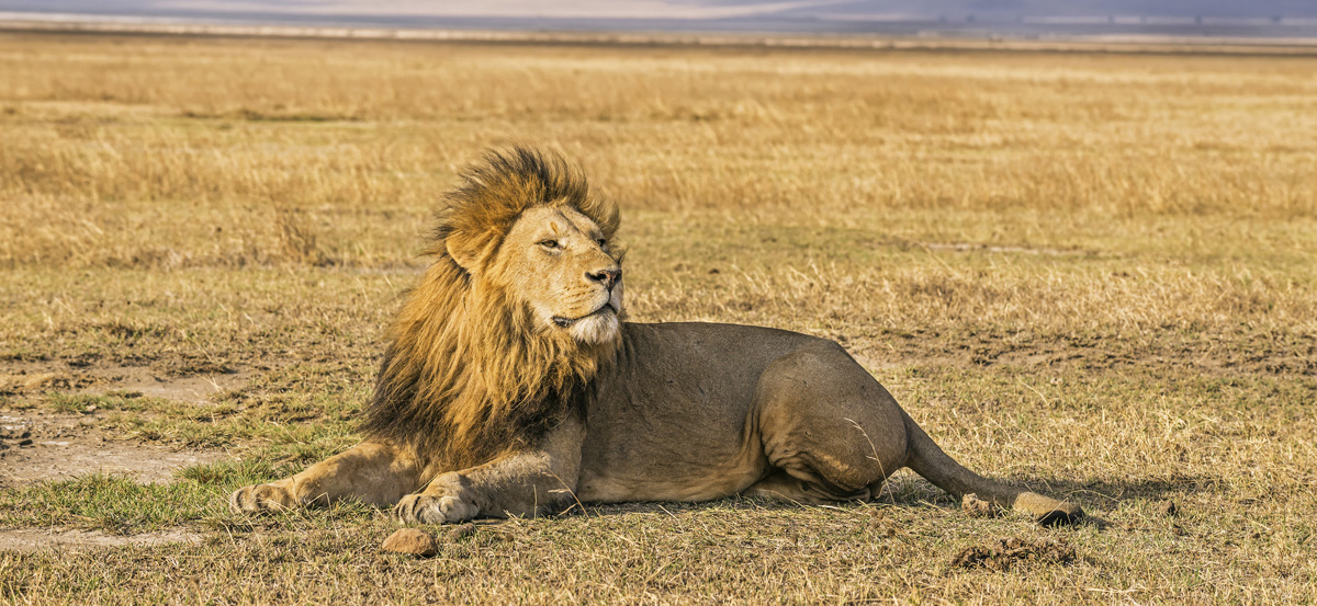 Cecil the lion’s killer will not face charges