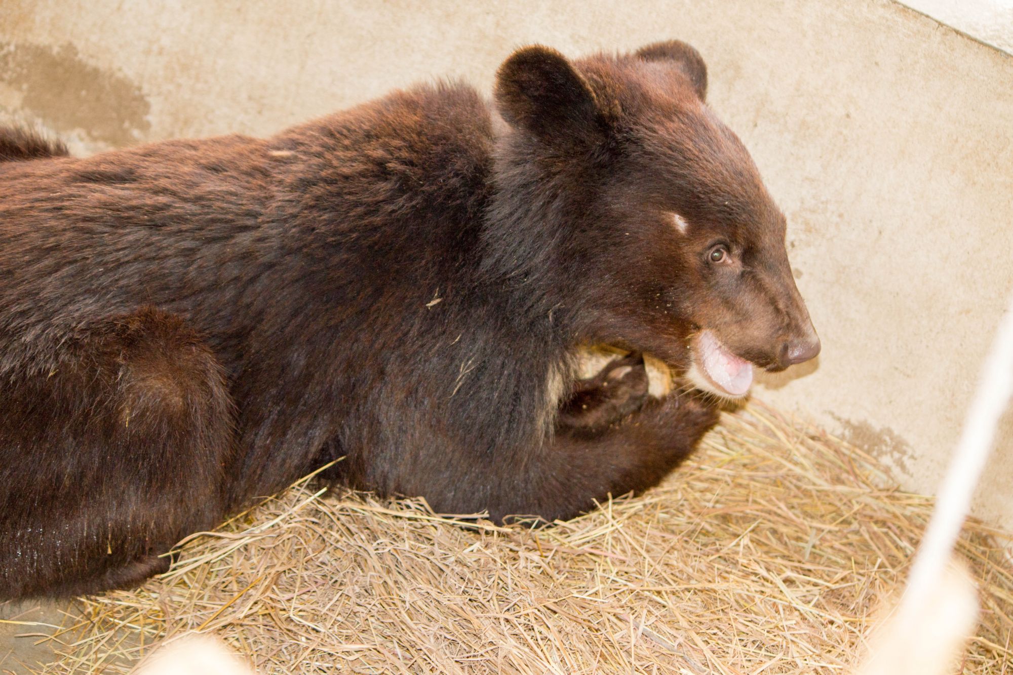 Raja the rescue bear cub recovering well at sanctuary