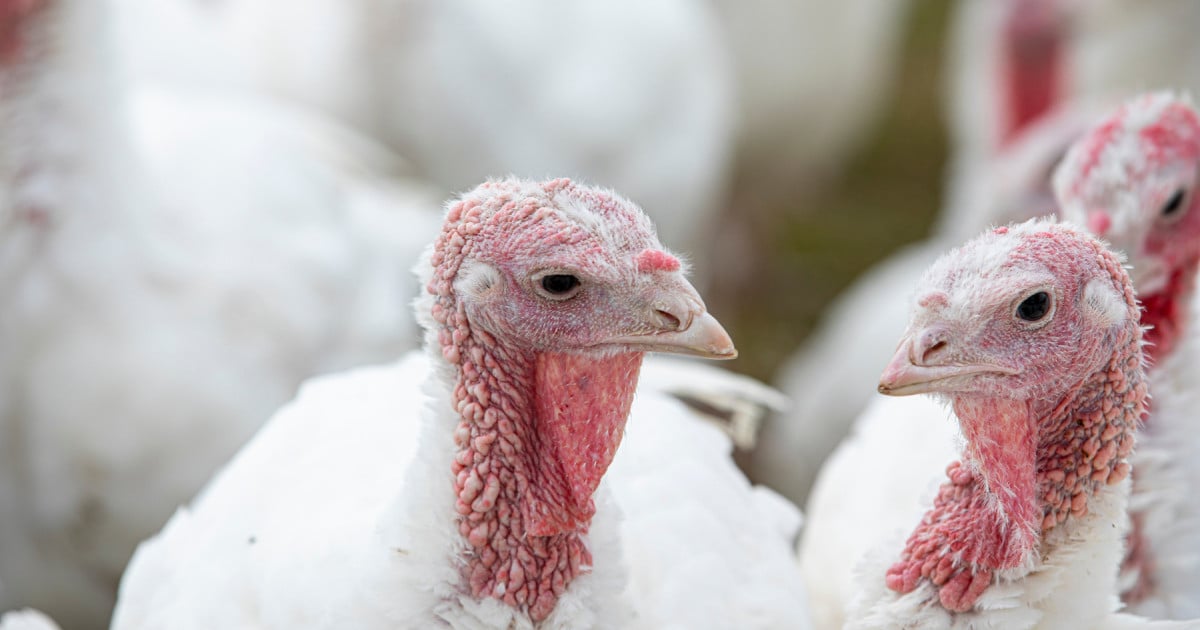 Neuf faits intéressants sur les dindons