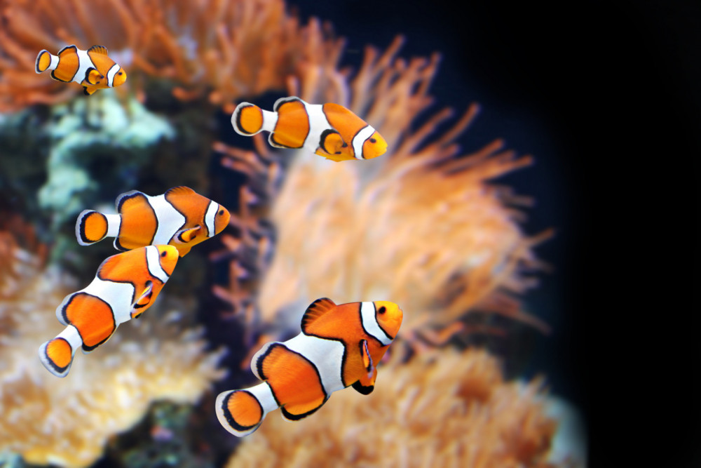 Fish sentience | World Animal Protection