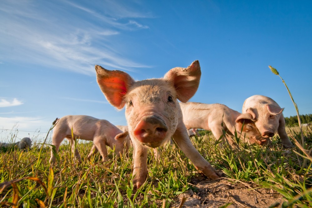 How smart are pigs?