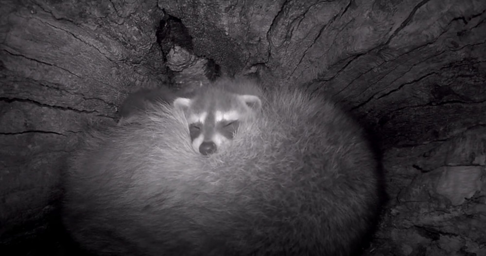 How urban wildlife braves the cold