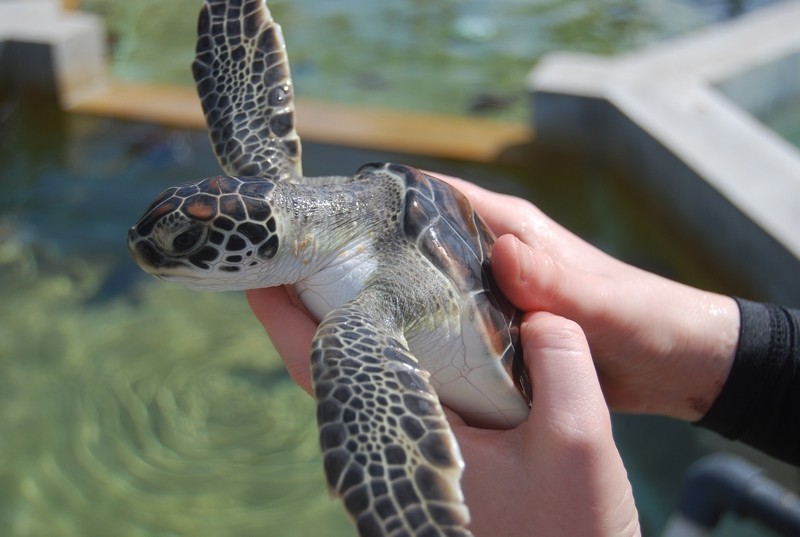 5 facts about turtle cruelty | [site:name]