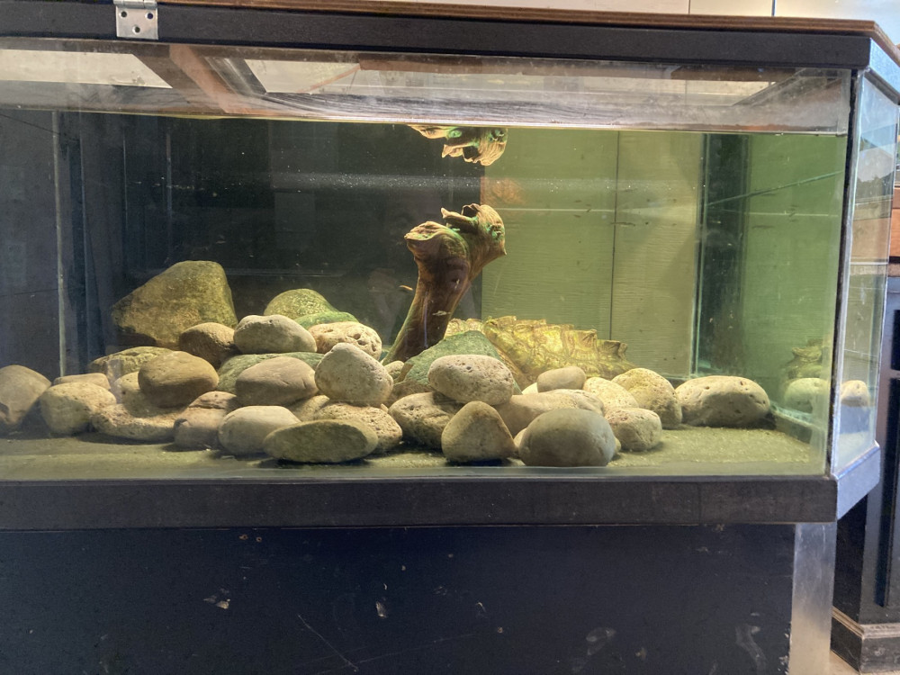 Inhumane conditions at roadside zoos | World Animal Protection