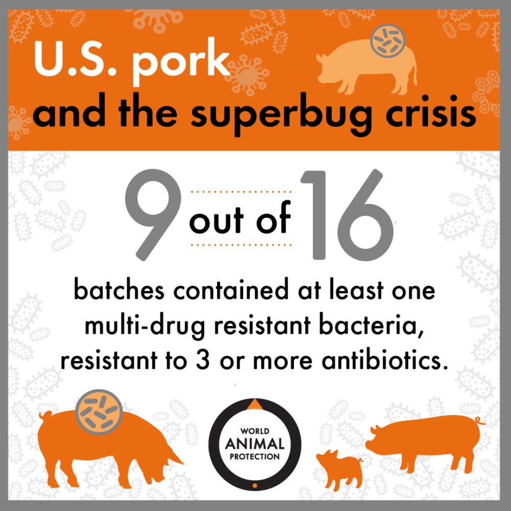 Superbugs found in Walmart pork | World Animal Protection