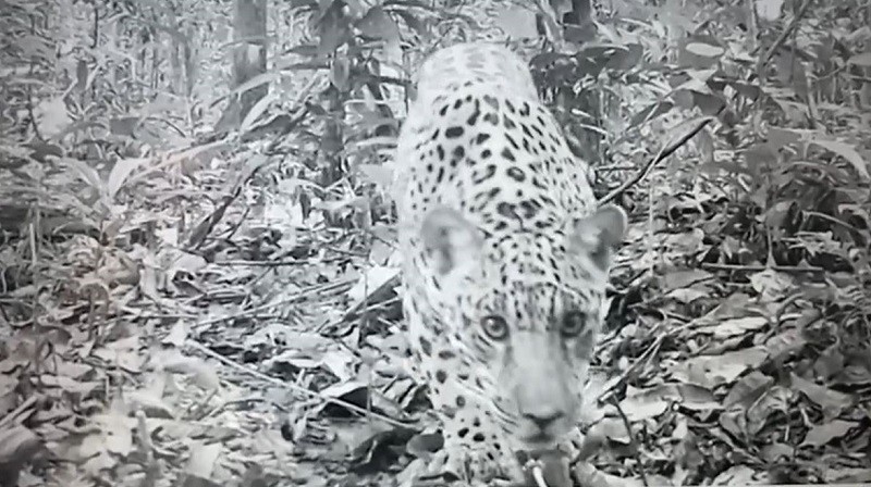 Rescued jaguar cub begins rehab | World Animal Protection