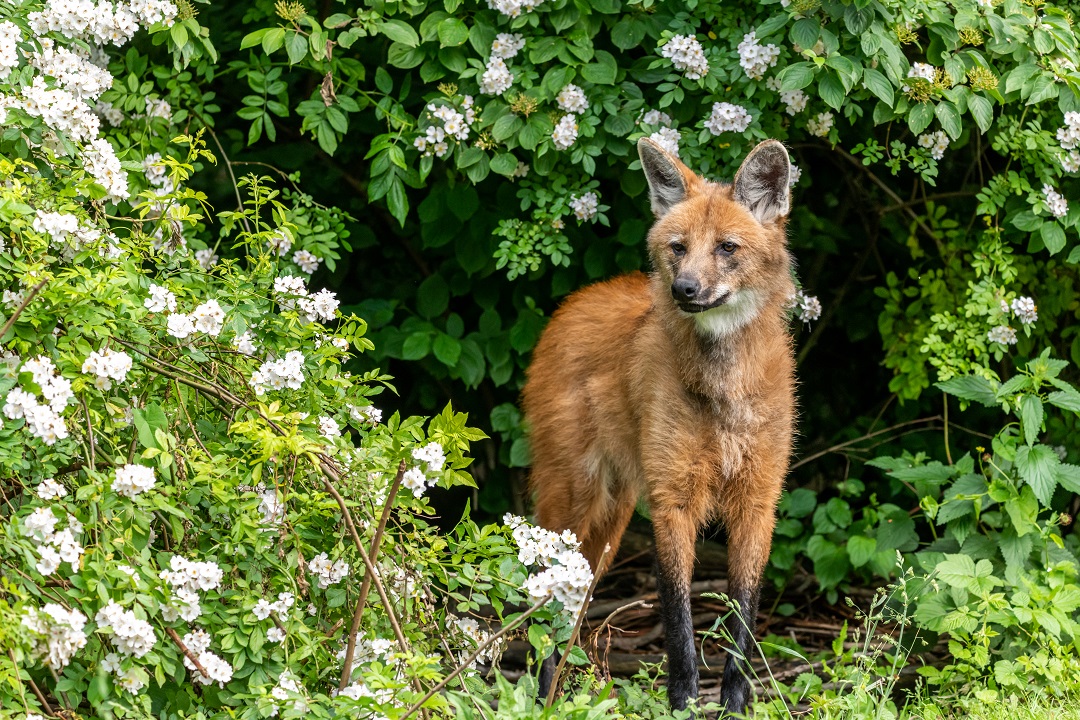 Maned wolf | World Animal Protection