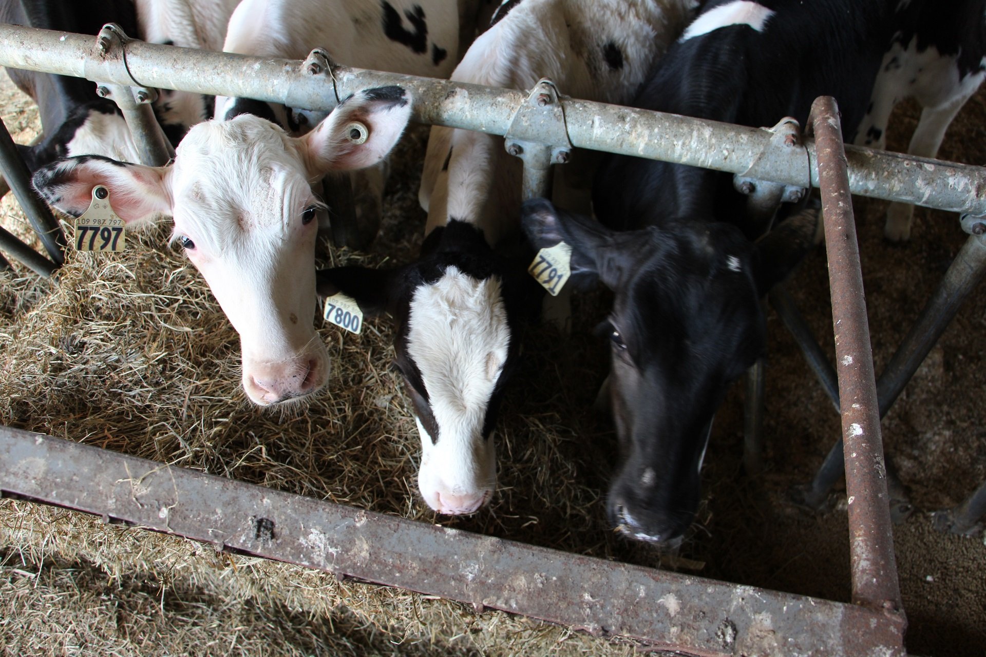 3 actions to curb antimicrobial resistance | World Animal Protection