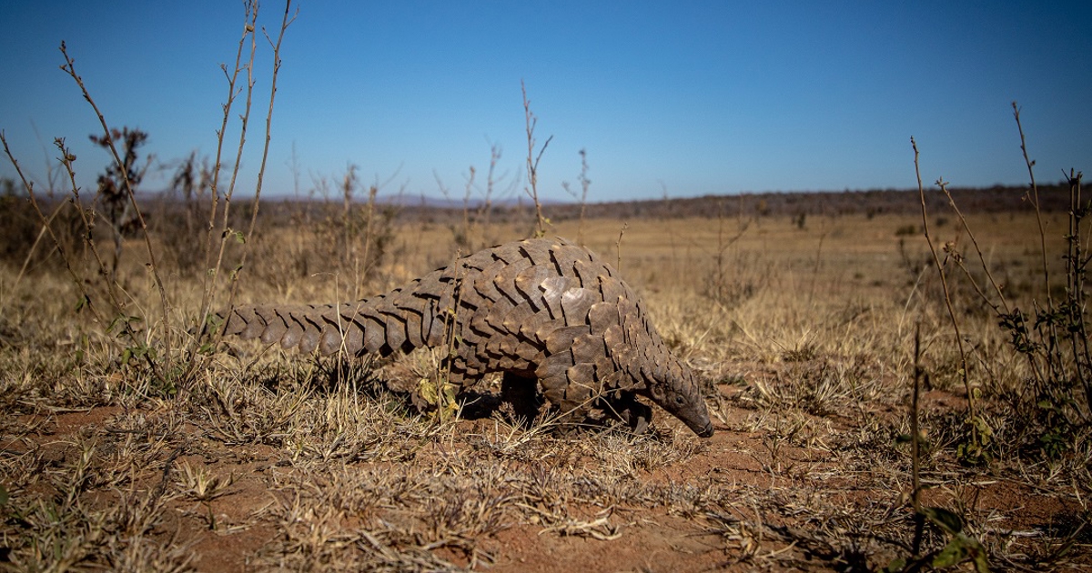 Jeu-questionnaire sur les pangolins | Protection mondiale des animaux