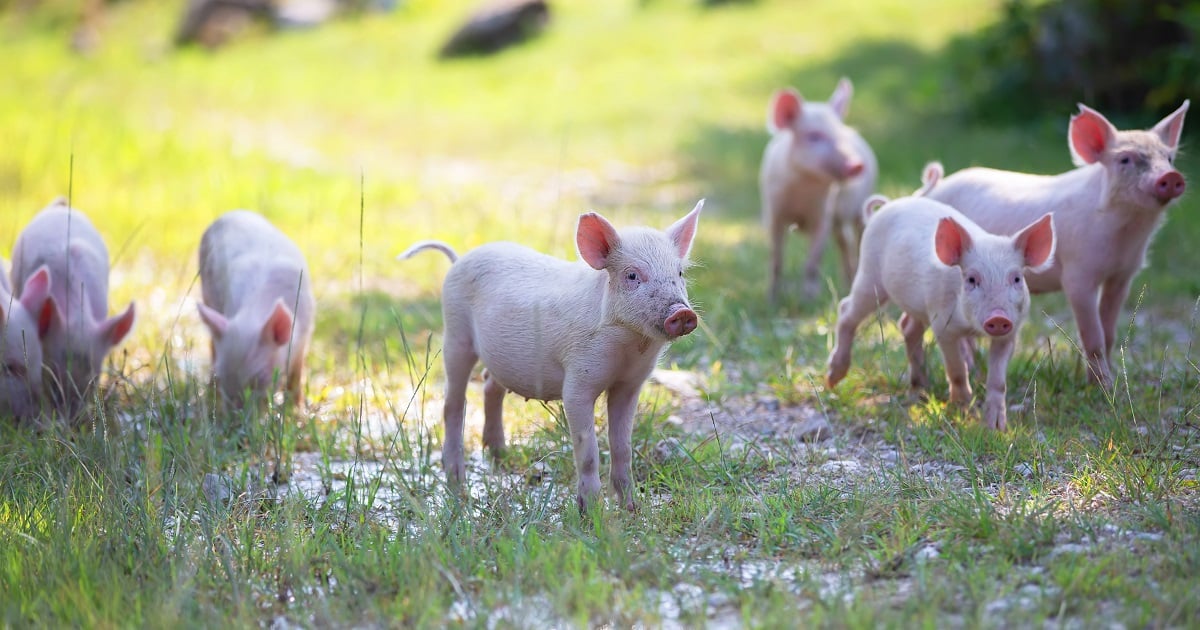Faits sur les porcs | Protection mondiale des animaux