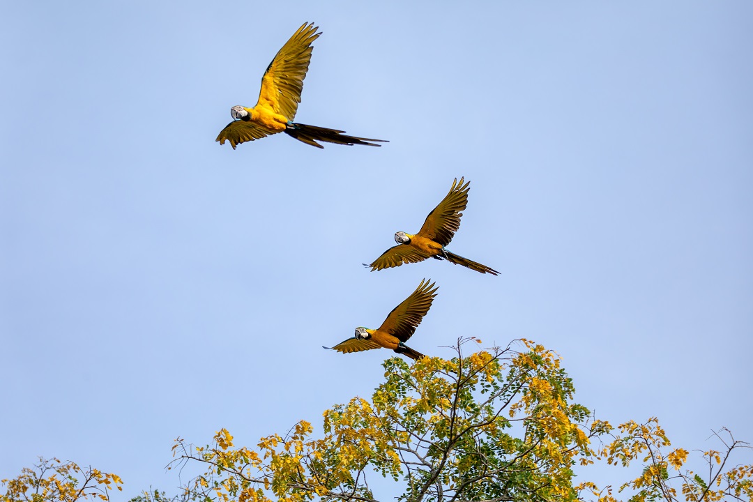 Parrot facts | World Animal Protection