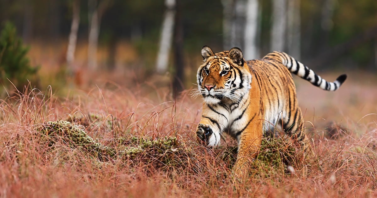 Tiger facts | World Animal Protection