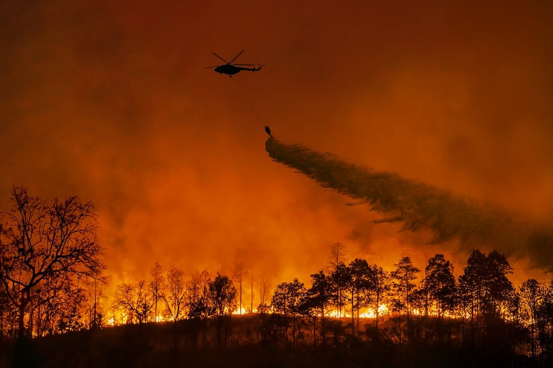 How your support helped animals affected by the LA wildfires